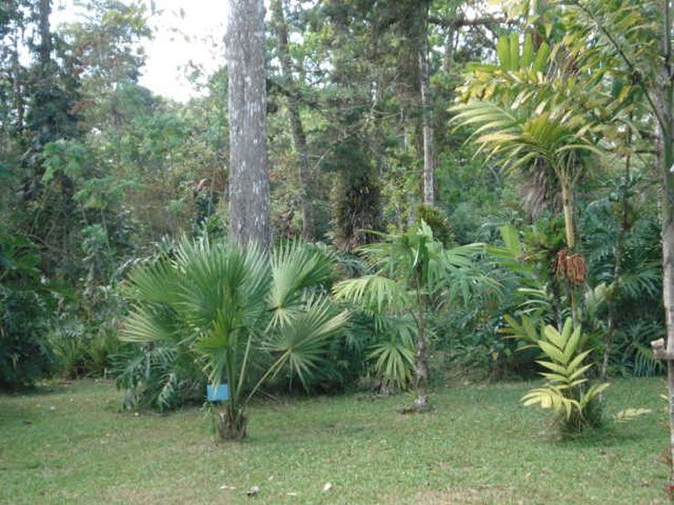 Hikers can take it easy in Lankester Botanical Gardens - Go Visit Costa ...