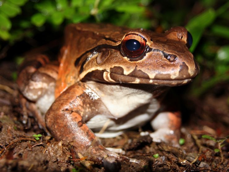 Smoky Jungle Frog (Leptodactylus pentadactylus) - Photo - Go Visit ...