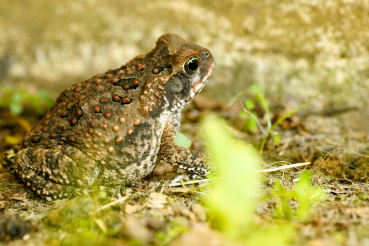 Costa Rica's biggest amphibian: The Giant Toad - Go Visit Costa Rica