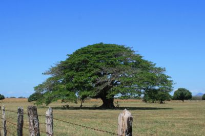 Guanacaste Tree Guanacaste Trees | Nikki Artwork